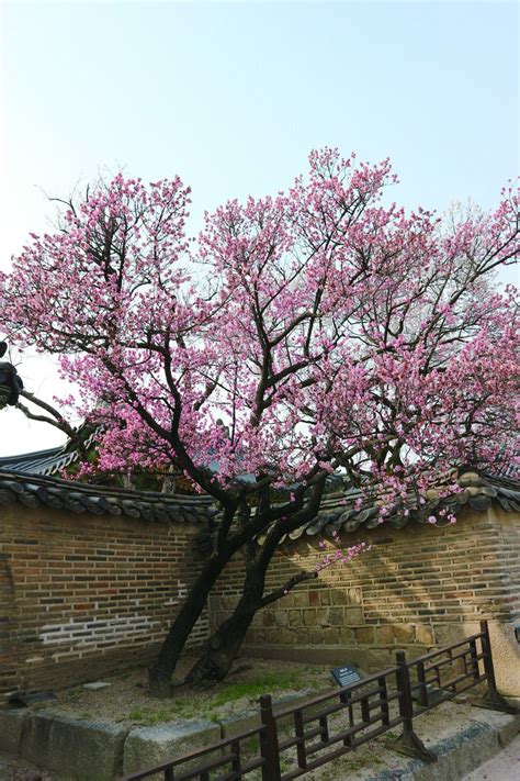 매화와 벚꽃의 차이 숲soop 에펨코리아