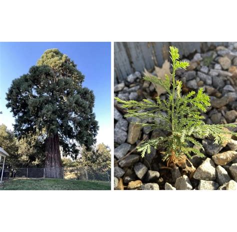 Sequoias On Palomar Sequoia Sentinels