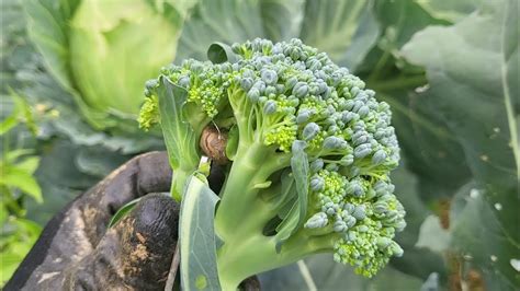 주말농장 양배추 브로콜리 방울토마토 당근 수확ㅣ브로콜리 무한리필ㅣ대파수확 Youtube