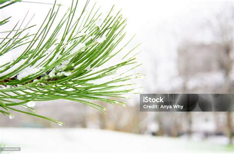 추운 눈 덮인 겨울 날에 눈으로 뒤덮인 소나무 가지를 가까이에서 닫습니다 흐림과 얕은 심도의 필드 눈이 내린다 0명에 대한 스톡 사진 및 기타 이미지 Istock