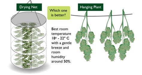 Drying Cannabis Spliffseeds