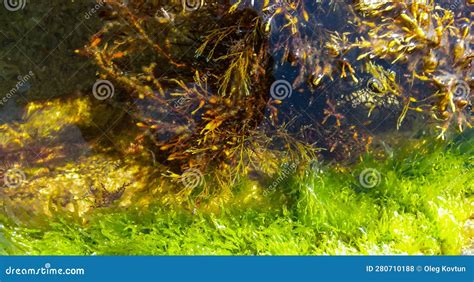 Thickets Sea Algae Brown Seaweed Cystoseira Barbata Sargassaceae In