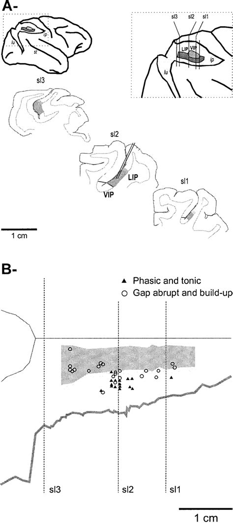 A B Histological Reconstruction Of The Recording Sites Along The