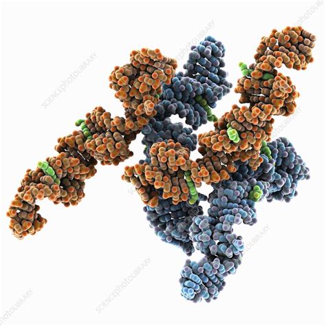 Fluorescent Rna Aptamer With Ligand Illustration Stock Image C060 0858 Science Photo Library