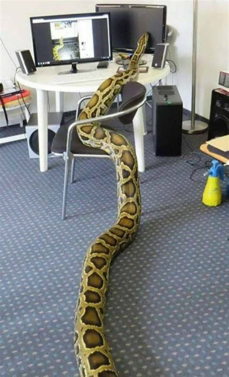 Pytón Programuje V Pythone Guláš Používateľa Macska Gulassmesk