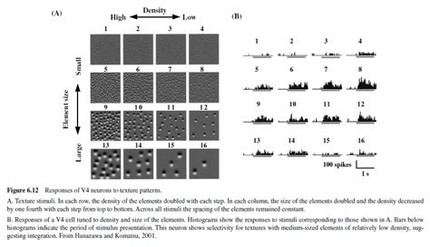 Visual Processing In The Primate Brain Research Paper Iresearchnet
