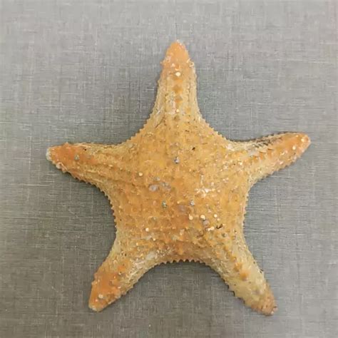 خرید و قیمت ستاره دریایی کد D2 از غرفه فروشگاه پسین