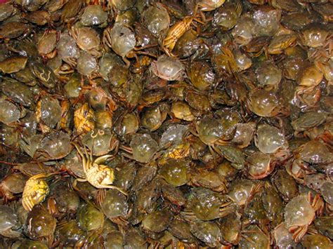 Moeche Fritte Fried Soft Shell Crabs Of Venice Italian Food Wine