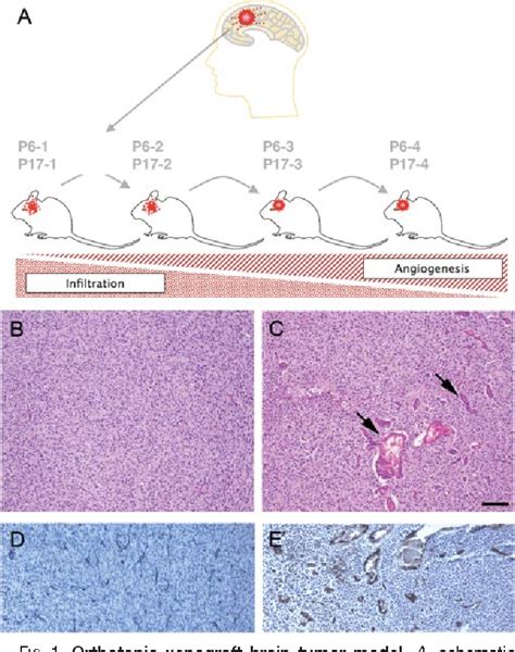 Figure 1 From Itraq Based Proteomics Profiling Reveals Increased