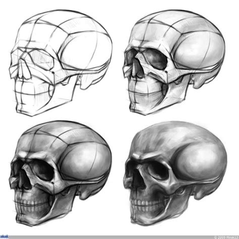 череп экорше академический рисунок 10 тыс изображений найдено в Яндекс Картинках Skulls