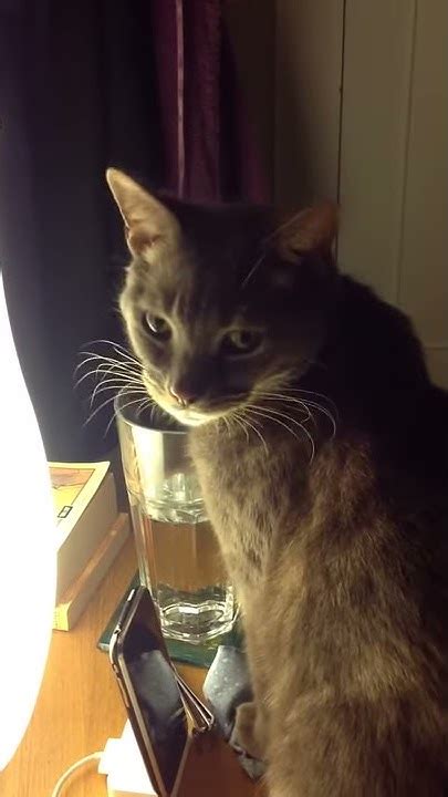 Mowgli Has A Drink Youtube