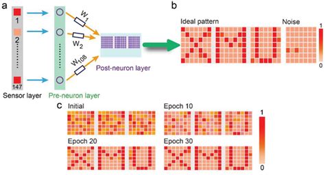 A Schematic Diagram Of Simulated Neural Network The Pre‐neuron Layer