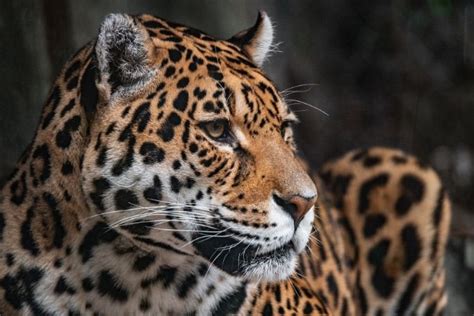 Evolution Acclimation Versus Adaptation