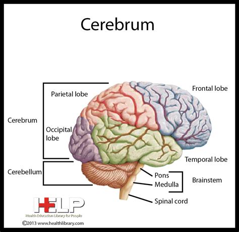 Cerebrum Basic Anatomy And Physiology Human Body Anatomy Study Biology