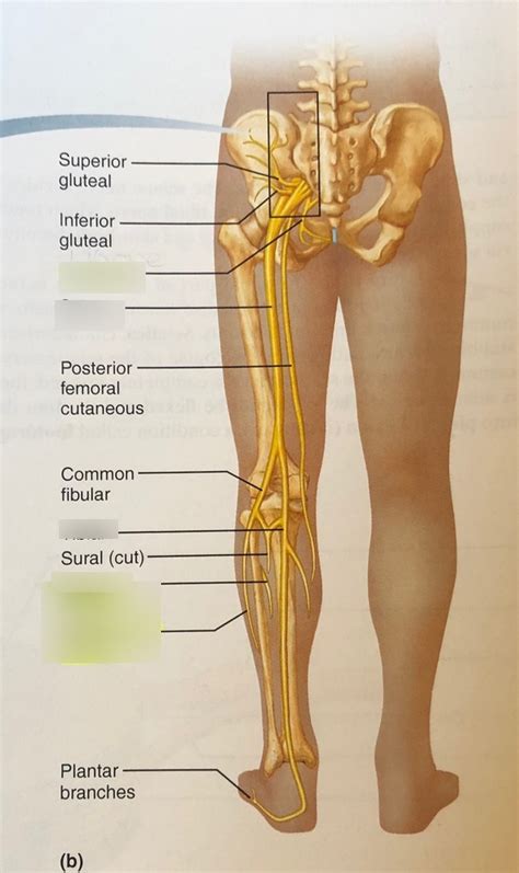 Plexi And Nerves Diagram Quizlet
