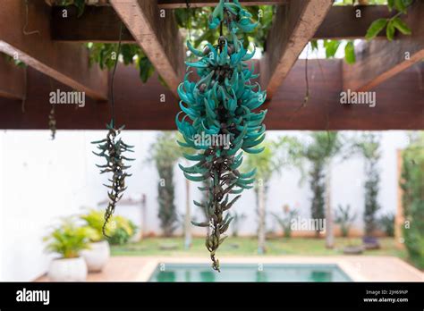 Strongylodon Macrobotrys Commonly Known As Jade Vine Vine Type Plant With Beautiful Bunches Of