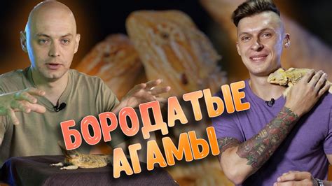 Бородатая агама. Содержание, условия, кормление, разведение и тд. - YouTube