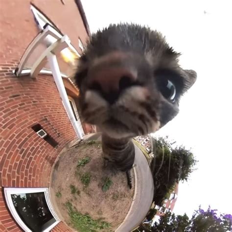 Silly Cats S Share The Joy With Animated S Of Goofy Cats Cat Memes Silly Cats