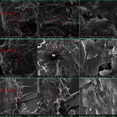Microscopic Surface Structures Download Scientific Diagram