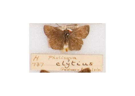 Clytius Clytius Type Specimens
