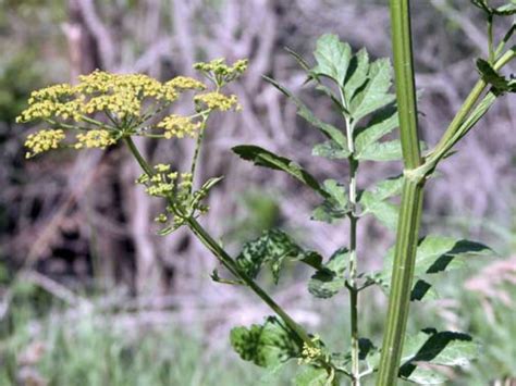Wild Parsnip On The Increase In Iowa Northwest Iowa Outdoors Wild Parsnip On The Increase In Iowa Northwest Iowa Outdoors