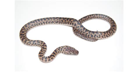 Spotted Python For Sale With Live Arrival Guarantee Xyzreptiles