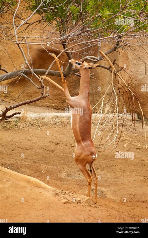 A Gerenuk Also Known As The Giraffe Gazelle Litocranius Walleri
