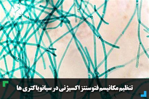 تنظیم مکانیسم فتوسنتز اکسیژنی در سیانوباکتری ها