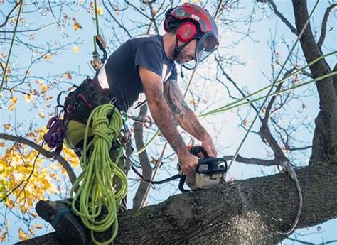 How Much Does Tree Removal Cost In VIC Guide