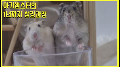 귀엽고 착한 나의 햄스터 만보의 이야기입니다 햄스터를 키운다면 시청해주세요🙏 L 햄스터 성장 과정 몰아보기 Youtube