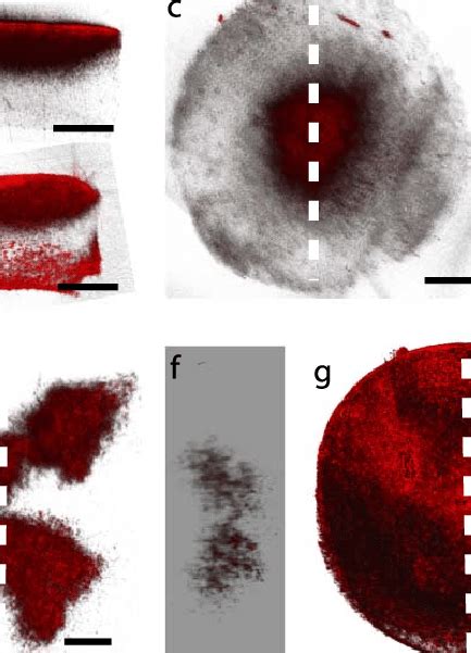 the seeding method and cell number influence three dimensional spatial