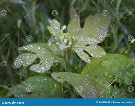 Sassafras Tree Sapling With Morning Dew Stock Image Image Of Young