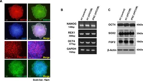 A Novel Culture Model For Human Pluripotent Stem Cell Propagation On Gelatin In Placenta