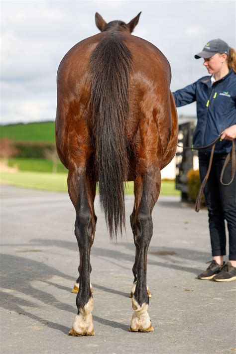 Lot 19 Katherine Wright Elsdon Park