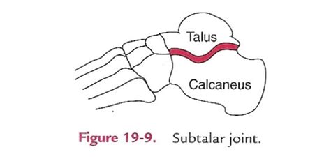Subtalar Joint Flashcards Quizlet
