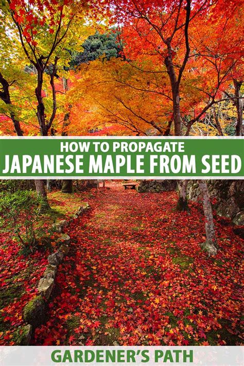 How To Propagate Japanese Maples From Seed Gardeners Path