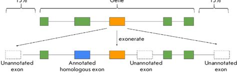 A Schematic Representation Of The Tandem Exon Duplication Search The Download Scientific
