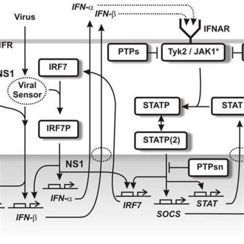 Experimental Gene Expression Levels For Irf7 Mx1 Ddx58 Oas1 Oas2 Download Scientific