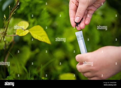 Female Scientist Studying Agricultural Research Woman Farmer Breeding Grass And Plants In A Lab
