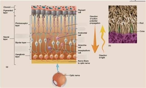 Diagram Anatomy Of Retina Quizlet
