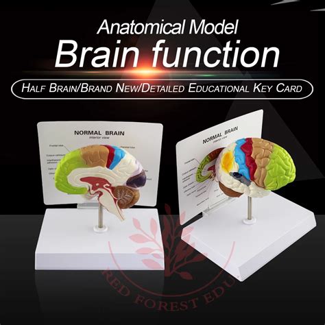 Brain Function Model Color To Partition Brain Anatomical Model In Medical Science From Office