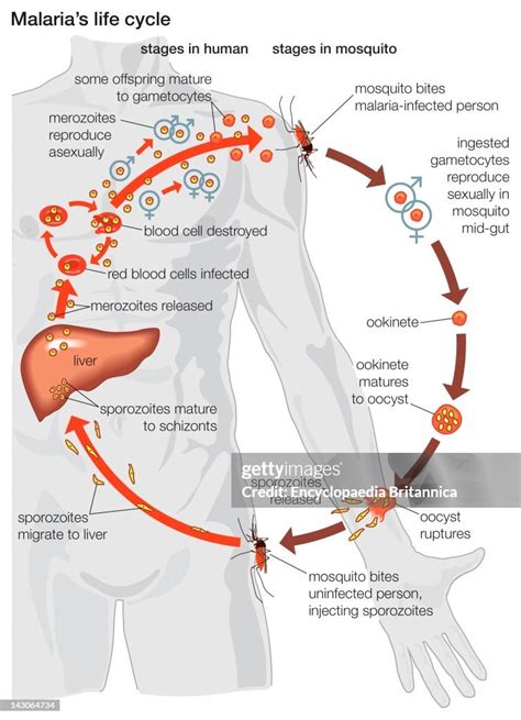 Simple Malaria Life Cycle Diagram
