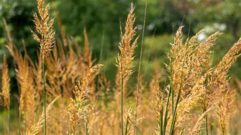 Native Grasses Garden For Wildlife