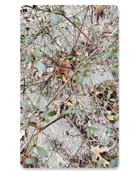 Acidifying Soil In Winter In The Midwest