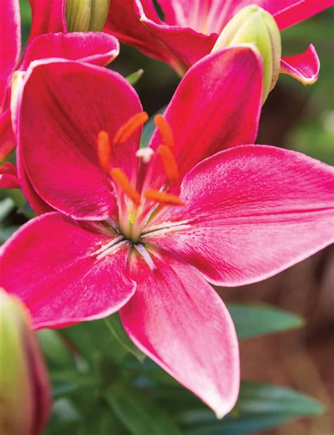 Pixie Asiatic Lilies Buzzer Tesselaar