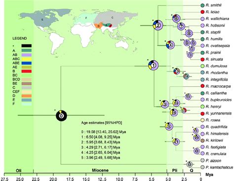 Divergence Time And Ancestral Distribution Reconstruction Of Rhodiola
