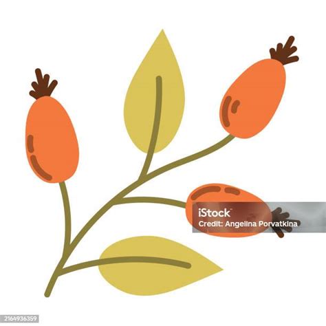 흰색 배경에 빨간 딸기와 녹색 잎과 로즈힙 가지 로즈힙 벡터 일러스트 레이 션 아이콘 식물 일러스트 레이 션 0명에 대한 스톡 벡터 아트 및 기타 이미지 Istock