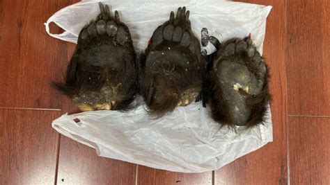 ЦЕГ Ховор амьтны түүхий эдийг худалдах гэж байсан үйлдлийг илрүүлэн шалгаж байна