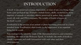 Fossils PPT