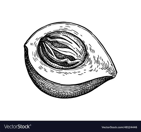 Nutmeg Fruit Ink Sketch Royalty Free Vector Image